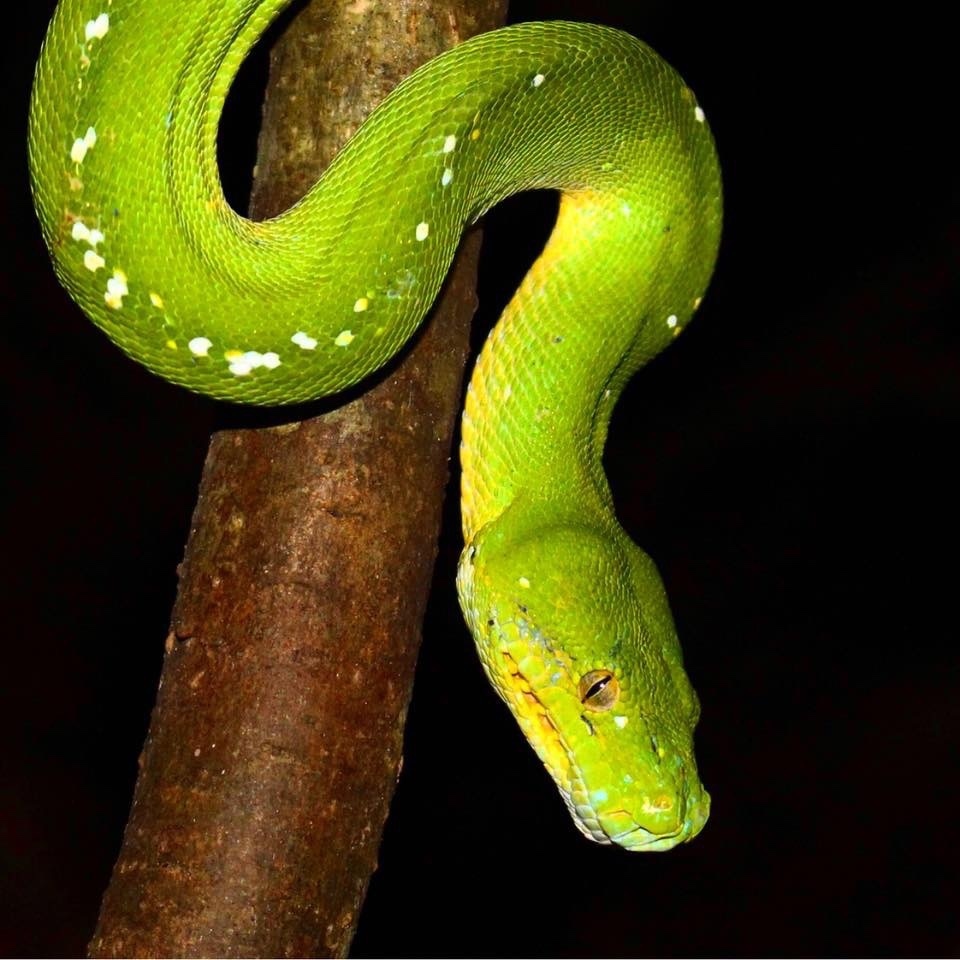 Southern Green Python from Iron Range Resource Reserve, Lockhart, QLD ...
