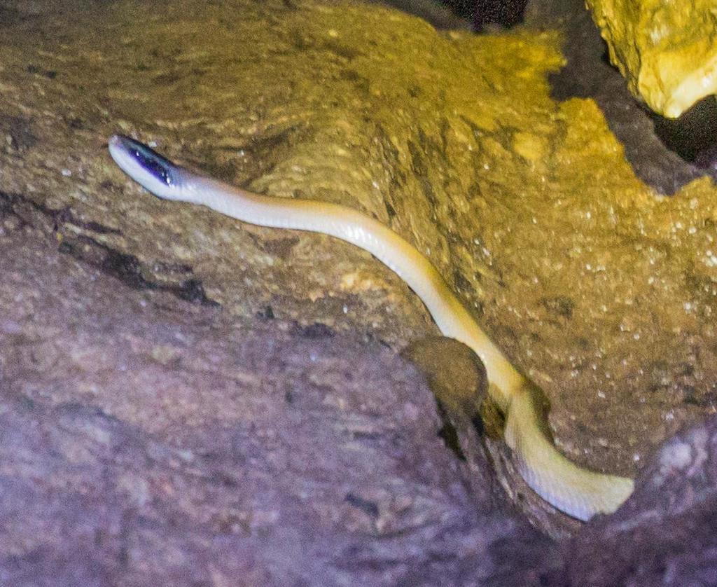 Ridley's Cave Racer from Hulu Tembeling, Pahang, Malaysia on March 17 ...