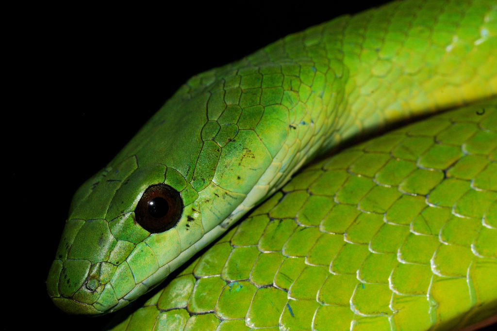 Common Green Racer from Upper Takutu-Upper Essequibo, Guyana on July 27 ...