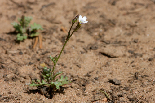 shy gilia (Common Vegetation Species - Carson City District, NV ...
