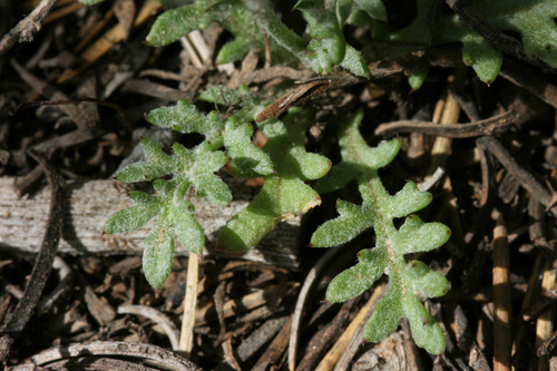 shy gilia (Common Vegetation Species - Carson City District, NV ...