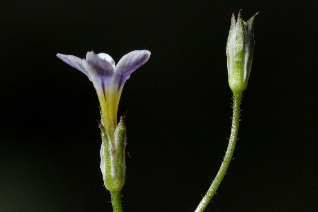 shy gilia (Common Vegetation Species - Carson City District, NV ...