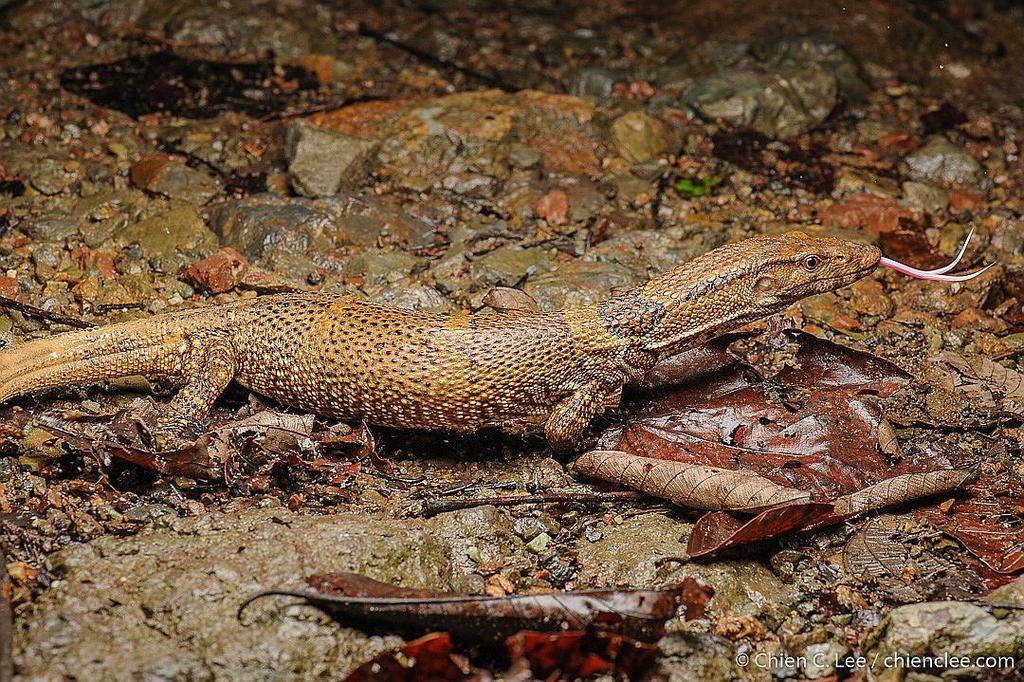 Dumeril's Monitor from Lahad Datu, Sabah, Malaysia on January 19, 2010 ...