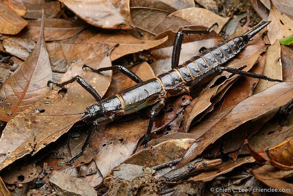 Eurycantha immunis from Tolikara Regency, Papua, Indonesia on October ...