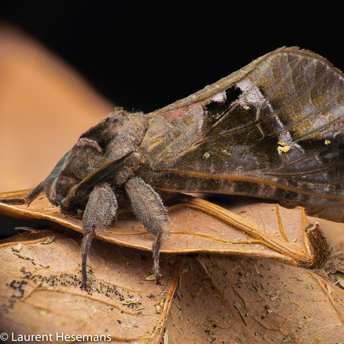 Druceiella metellus · iNaturalist