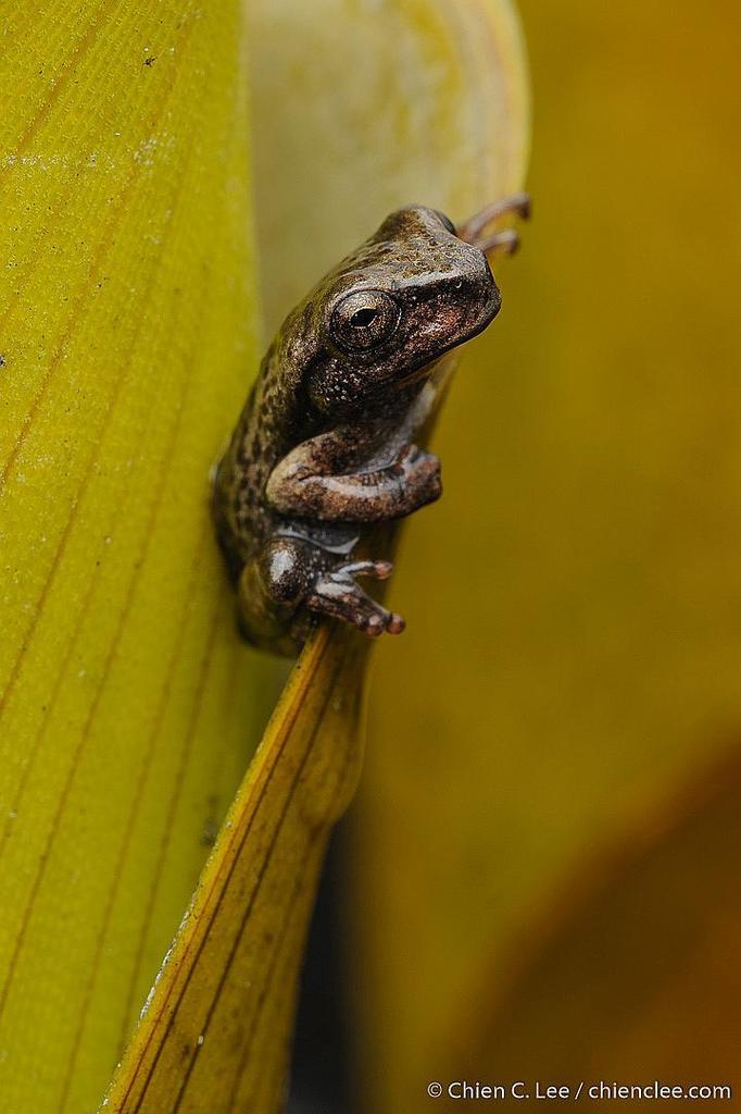 Ayarzaguena's Tree Frog in January 2009 by Chien Lee · iNaturalist