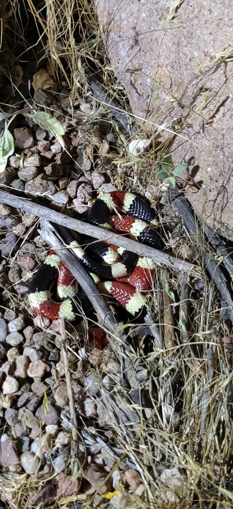 Sonoran Coralsnake from Apache Junction, AZ 85119, USA on May 4, 2020 ...