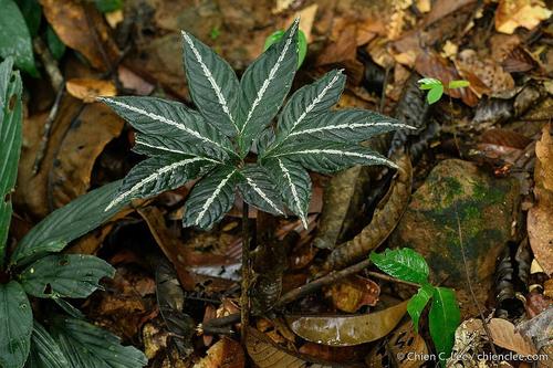 Amorphophallus pendulus · iNaturalist