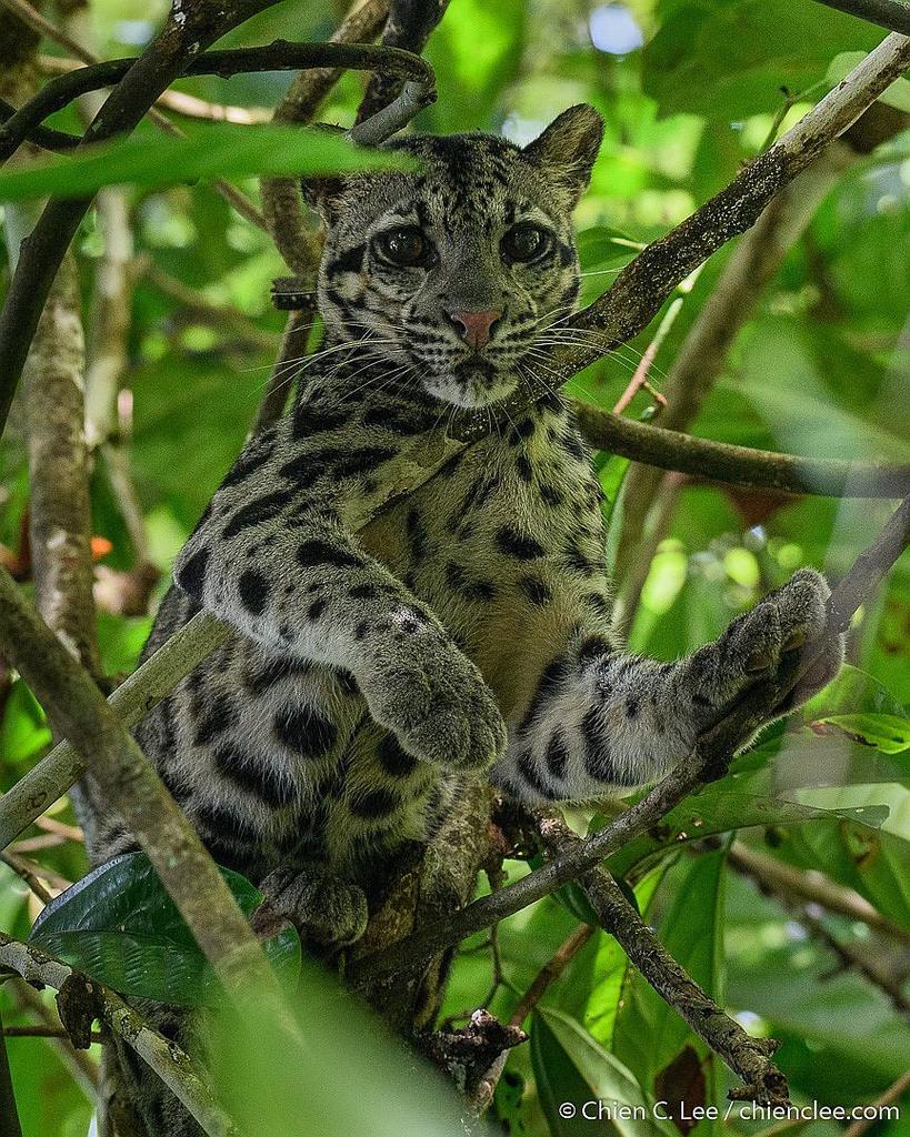 Bornean Clouded Leopard in December 2019 by Chien Lee · iNaturalist