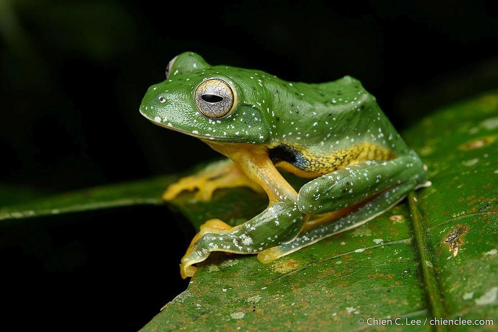 Black-webbed Flying Frog from Mengla, Xishuangbanna, Yunnan, China on ...