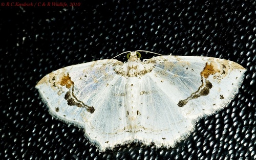 Genus Asthena · iNaturalist