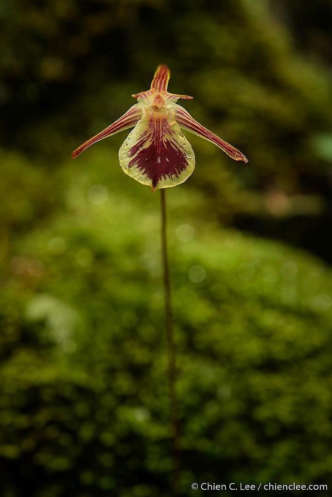 Epidendroideae from Bahagian Sandakan, Sabah, Malaysia on December 06 ...