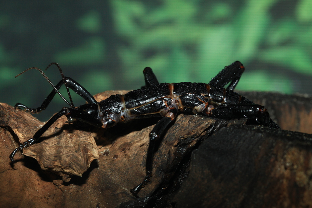 Lord Howe Island Stick Insect in April 2014 by john lenagan · iNaturalist