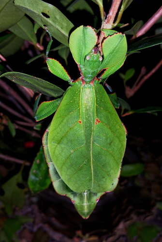 Subgenus Walaphyllium · iNaturalist