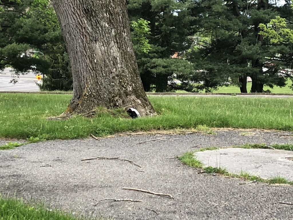 Striped Skunk from College St, Christiansburg, VA, US on May 5, 2020 at ...
