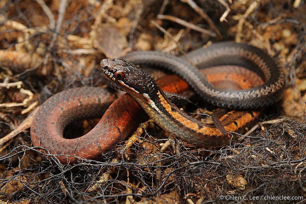 Black-headed Collared Snake in December 2009 by Chien Lee · iNaturalist