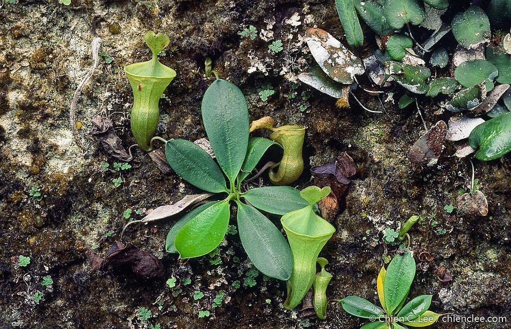bell-shaped pitcher plant in October 1998 by Chien Lee · iNaturalist