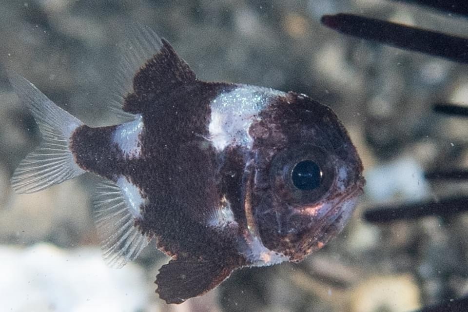 Lanterneyes, fangtooths and allies (Trachichthyiformes) - Marine Life ...
