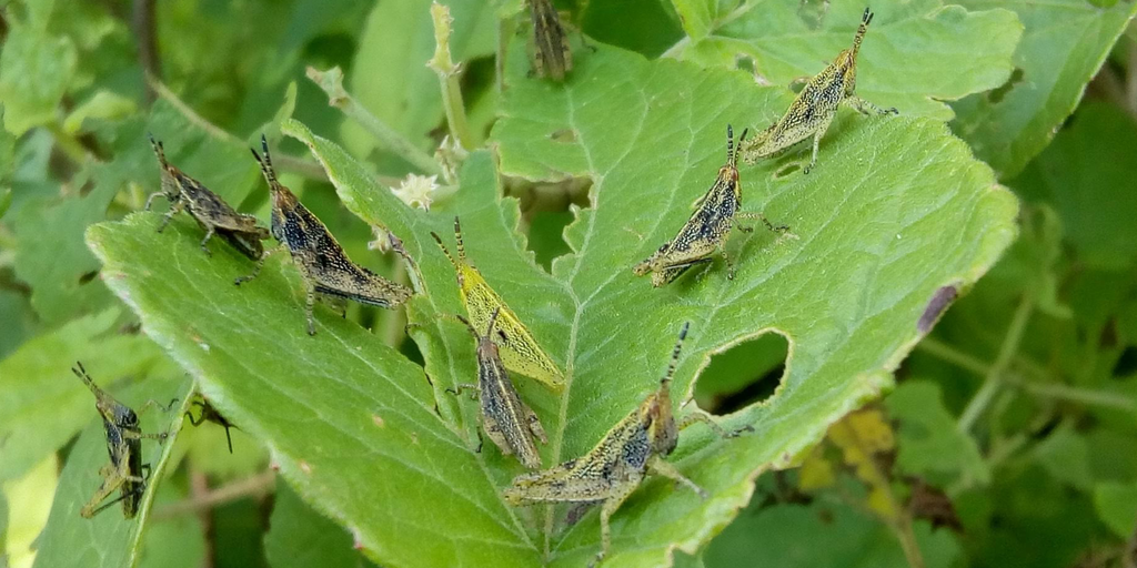 Grasshoppers, Crickets, and Katydids from San Andres de la Cañada by ...