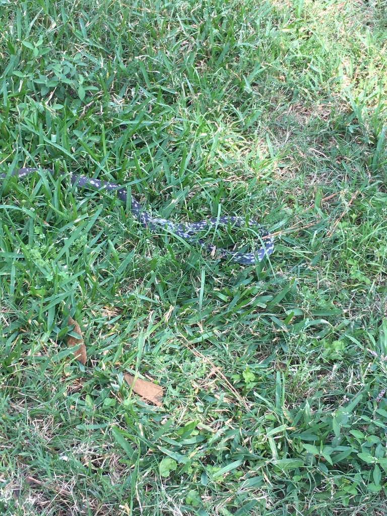 Buttermilk Racer from Deer Lodge Rd, Magnolia, TX, US on May 05, 2020 ...