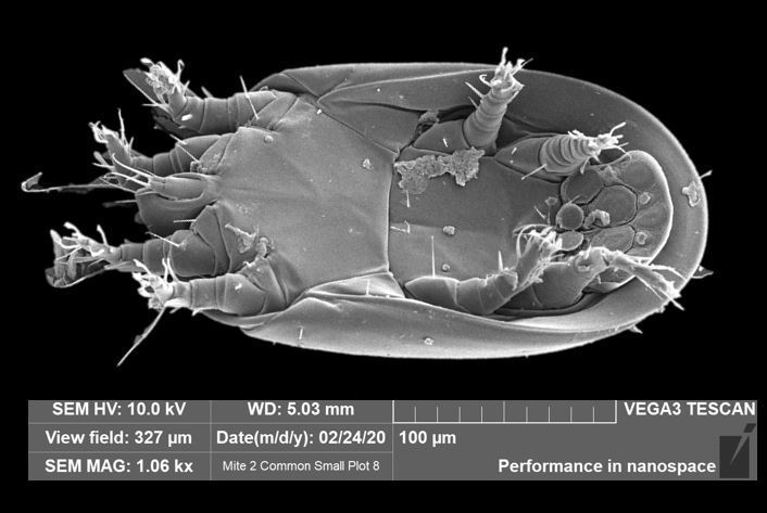 Sancassania from Terre Haute, IN, USA on February 24, 2020 by Jim ...