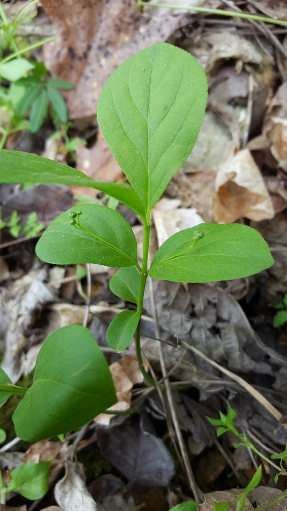 Running Strawberry-bush from Arkansas, US on April 14, 2017 at 05:22 PM ...