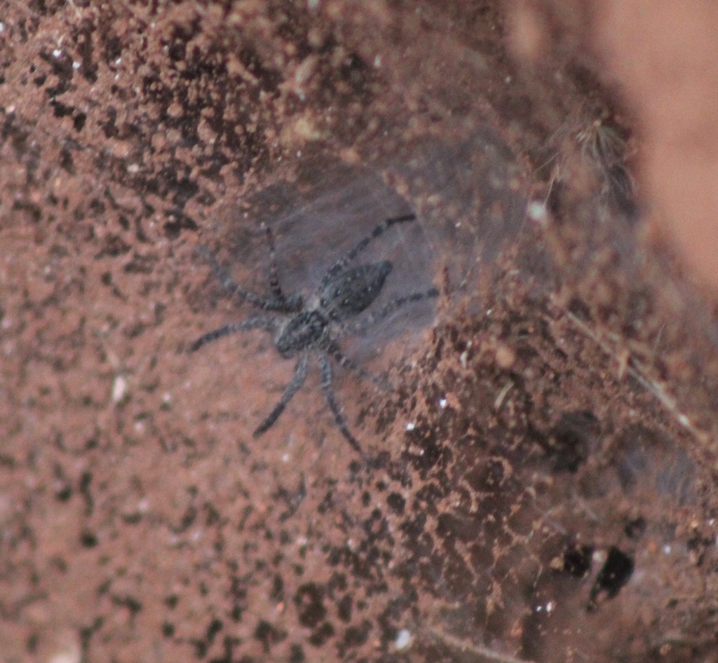 RTA Clade Spiders from LP, ZA on April 26, 2020 at 03:47 PM by Tommy ...