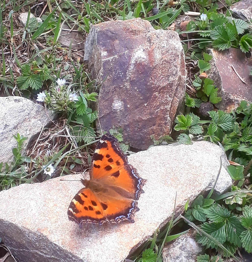 Himalayan Large Tortoiseshell from Azmatabad on May 6, 2020 at 11:04 AM ...