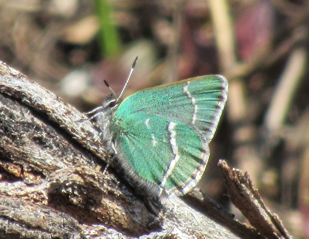 Sheridan's Hairstreak from Clark, CO 80428, USA on May 6, 2020 at 12:26 ...