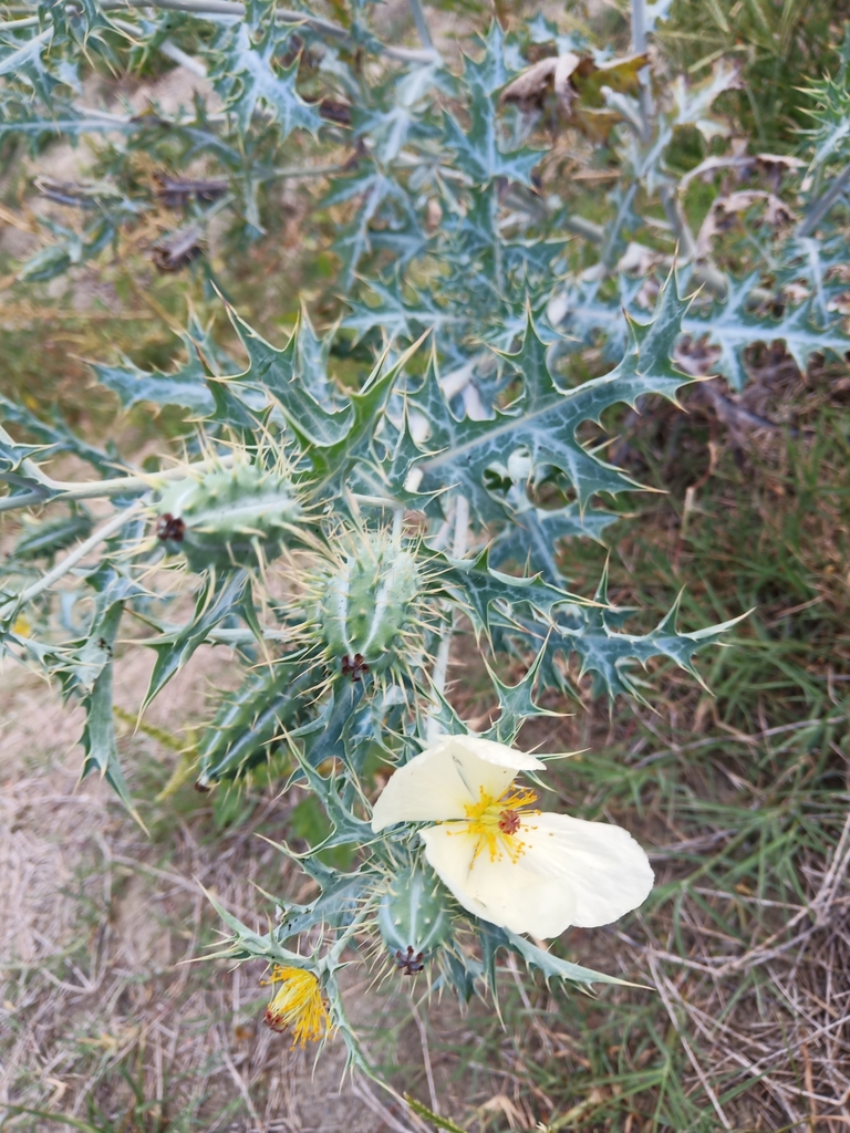 Mexican Poppy from 631台灣雲林縣大埤鄉聯美村 on May 6, 2020 at 04:39 PM by 歐陽秀華 ...