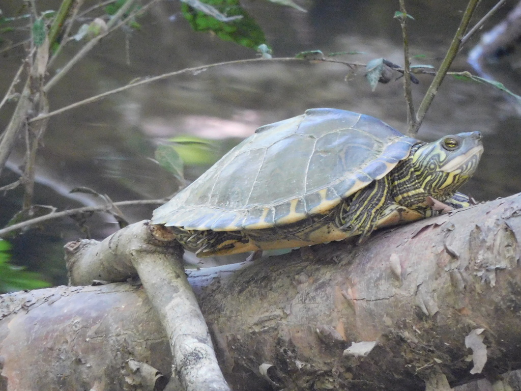 Pearl River Map Turtle in May 2020 by Aidan F. · iNaturalist