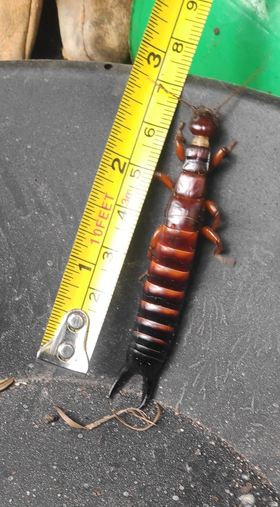 Giant Earwig in May 2020 by Samuel Straker · iNaturalist