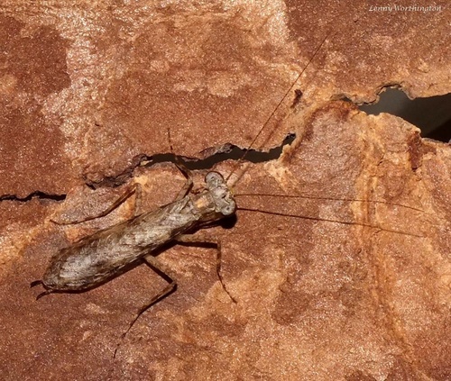 Amorphoscelis singaporana · NaturaLista Colombia