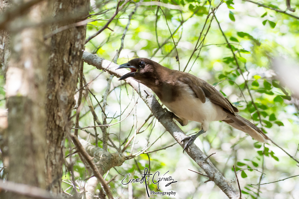 Brown Jay from Tizimín, Yuc., México on July 1, 2017 at 10:16 AM by ...