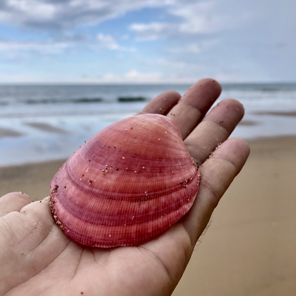 Nemocardium probatum from Coral Sea, QLD, AU on February 27, 2020 at 04 ...