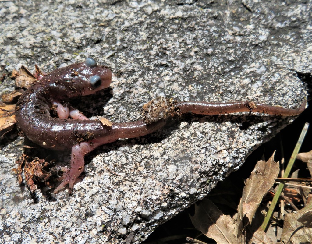Monterey Ensatina in April 2020 by Brian Hinds · iNaturalist