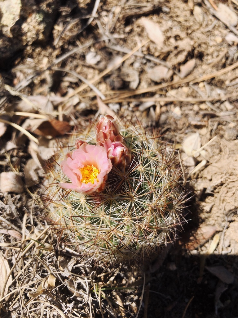 Mountain Ball Cactus from Pike and San Isabel National Forests, Nathrop ...