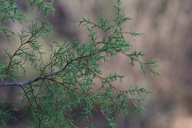 cedar of Goa from San Luis Potosí, San Luis Potosi, Mexico on May 7 ...