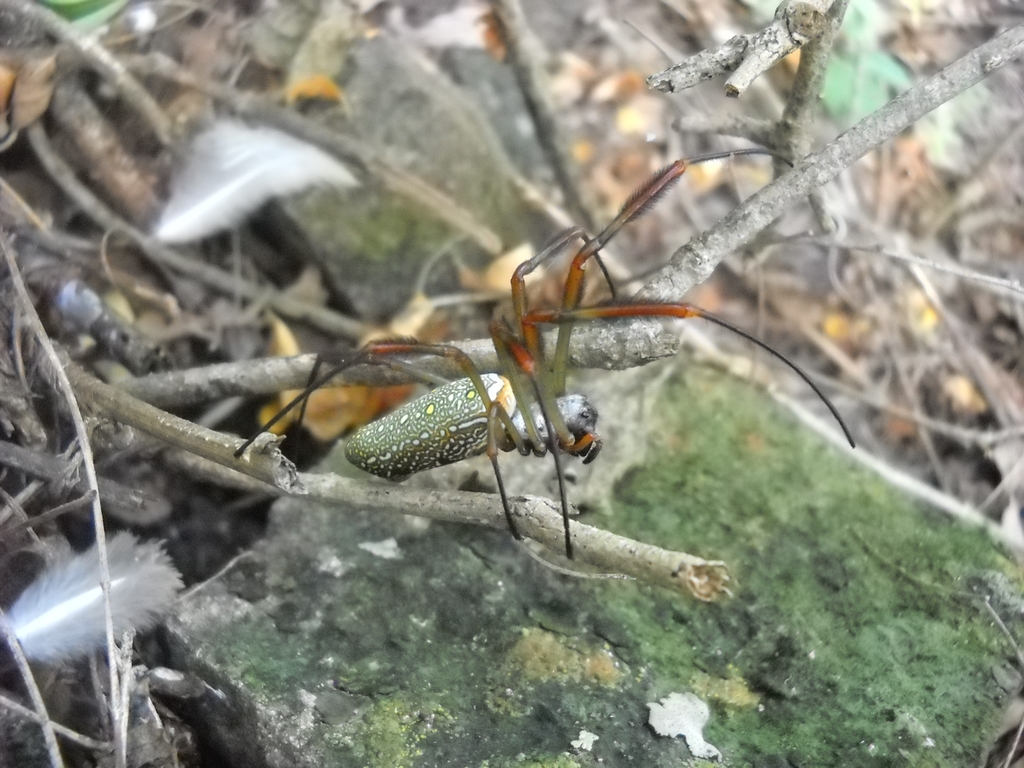 Golden Silk Spider from Tonaya, Jal., México on October 27, 2012 at 12: ...