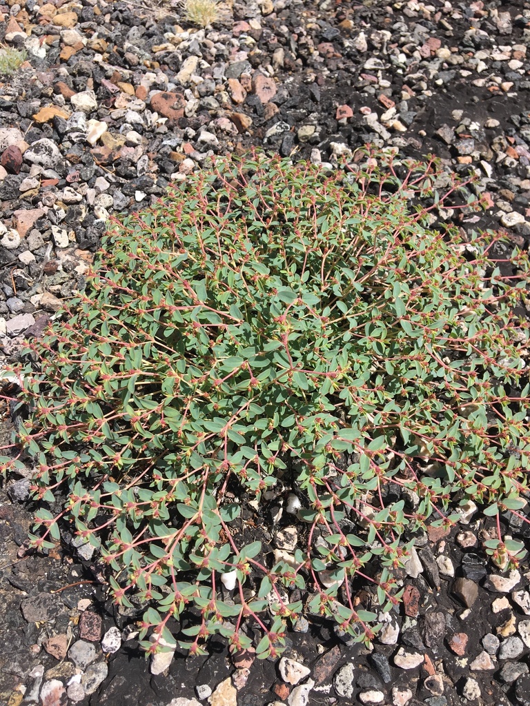 Fendler's Sandmat from Wupatki National Monument, Flagstaff, AZ, US on ...