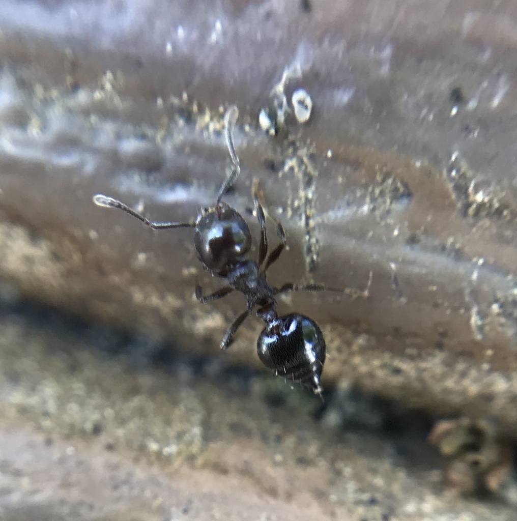 Crematogaster from White Birch Ct, Greenbelt, MD, US on May 7, 2020 at ...