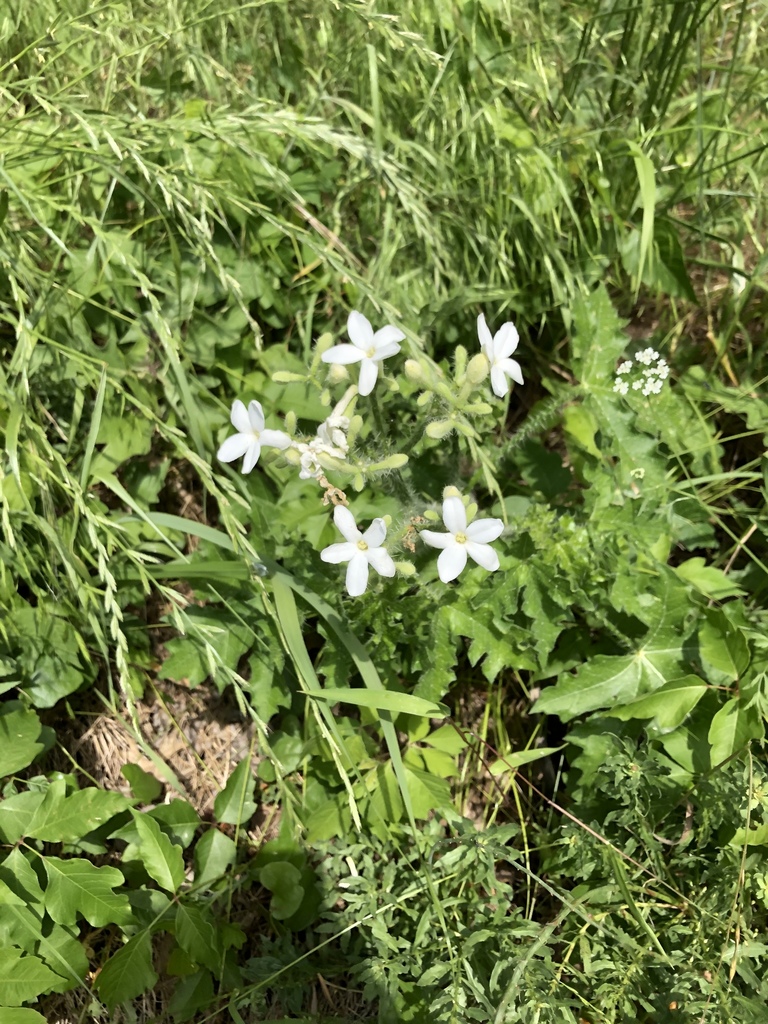 Texas Bull Nettle from Elmer W. Oliver Nature Park, Mansfield, TX, US ...