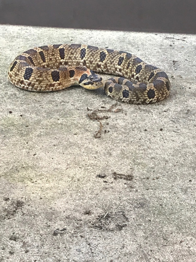 Eastern Hognose Snake from Dolly Wright St, Houston, TX, US on May 7 ...