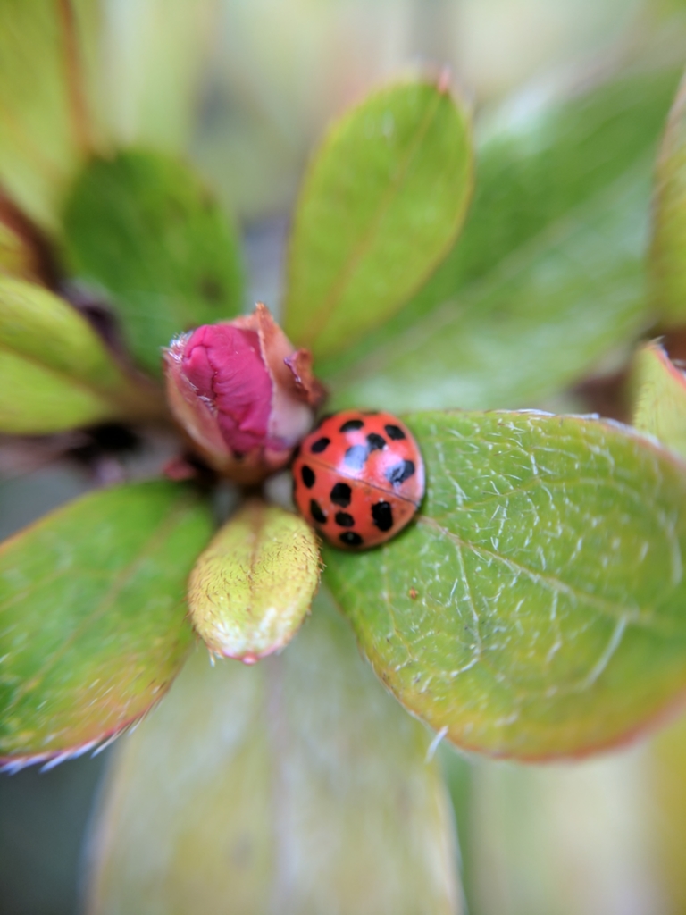 Asian Lady Beetle from 8426 54th Avenue South Seattle, WA 98118 on ...