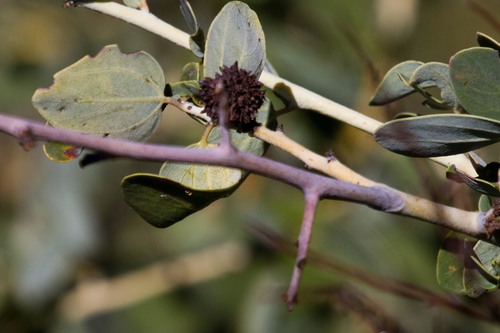 Gall Identification · iNaturalist