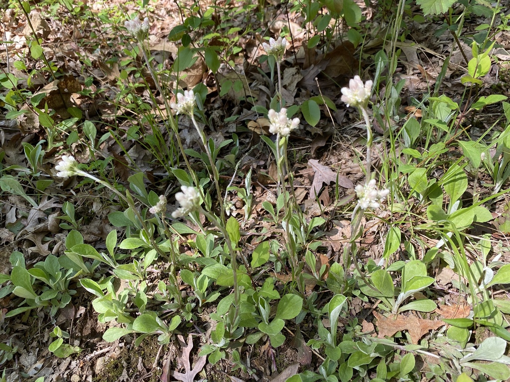 Parlin's Pussytoes from Wilmington, DE, US on May 07, 2020 at 03:52 PM ...