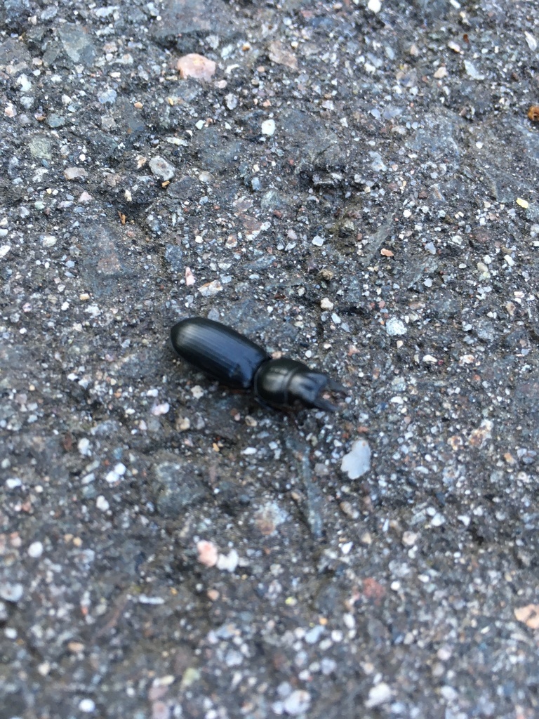 Big-headed Ground Beetle from Windsor Meadows State Park, Windsor, CT ...