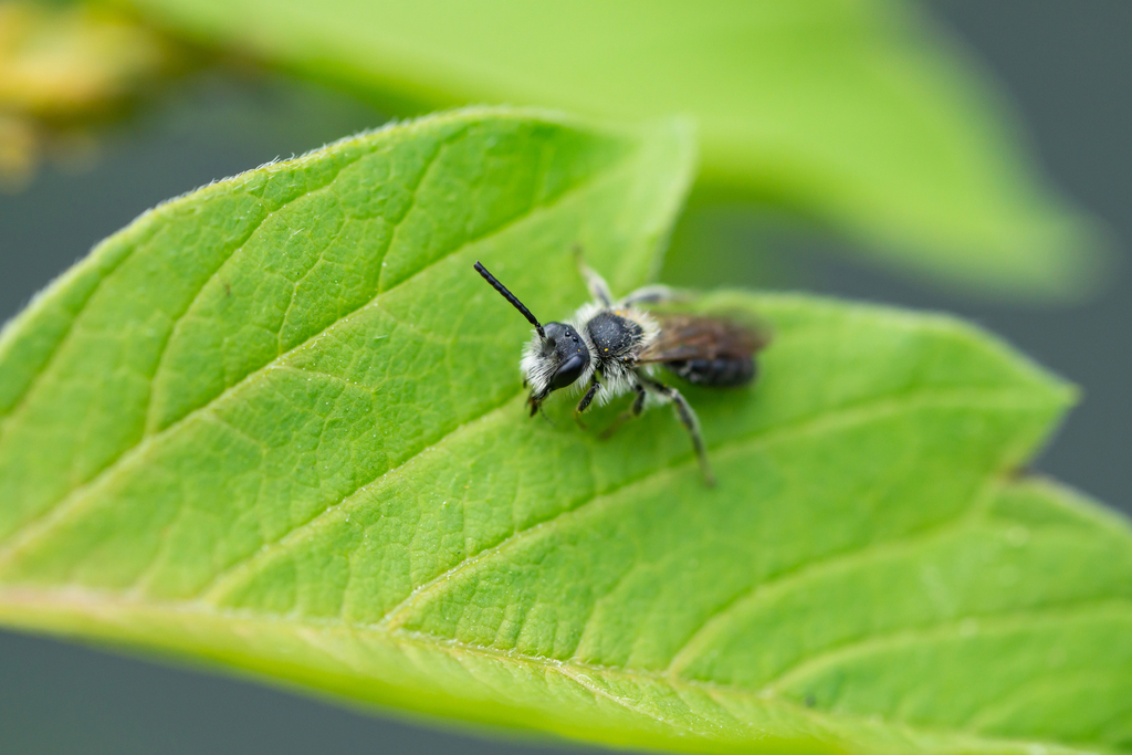 Mining Bees from Flint, MI, USA on May 07, 2020 at 03:08 PM by eragar ...