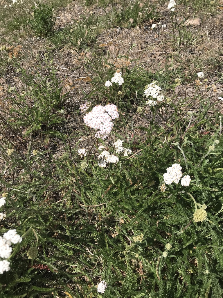 common yarrow from Kittitas County, US-WA, US on June 22, 2019 at 02:48 ...