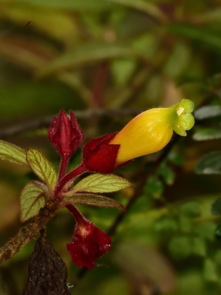Columnea dielsii from Distrito Metropolitano de Quito, Ecuador on ...